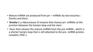 Structures and Functions of types of RNA | PPTX | Programming Languages ...