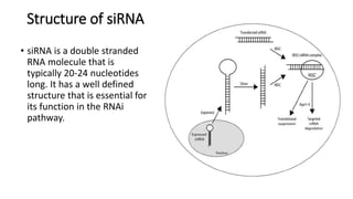 Structures and Functions of types of RNA | PPTX | Programming Languages | Computing