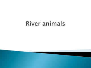 River animals | PPT