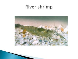River animals | PPTX