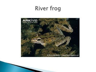 River animals | PPT
