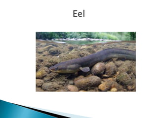 River animals | PPT