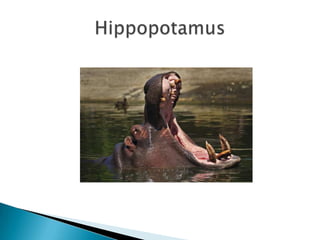 River animals | PPT
