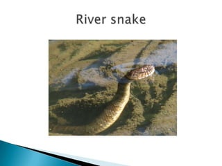 River animals | PPT