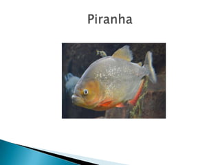 River animals | PPT