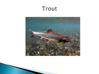 River animals | PPTX