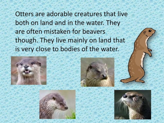 River animals.pptx alarna | PPTX