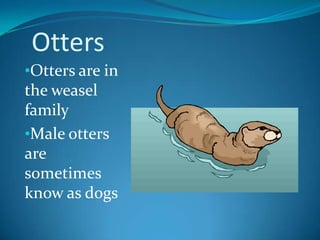 River animals by Sebastian | PPT