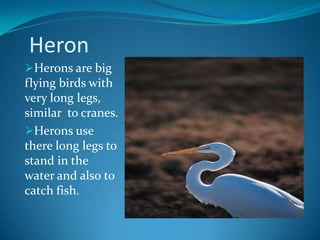 River animals by Sebastian | PPT