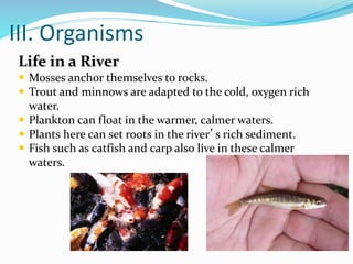 River ecology | PPTX