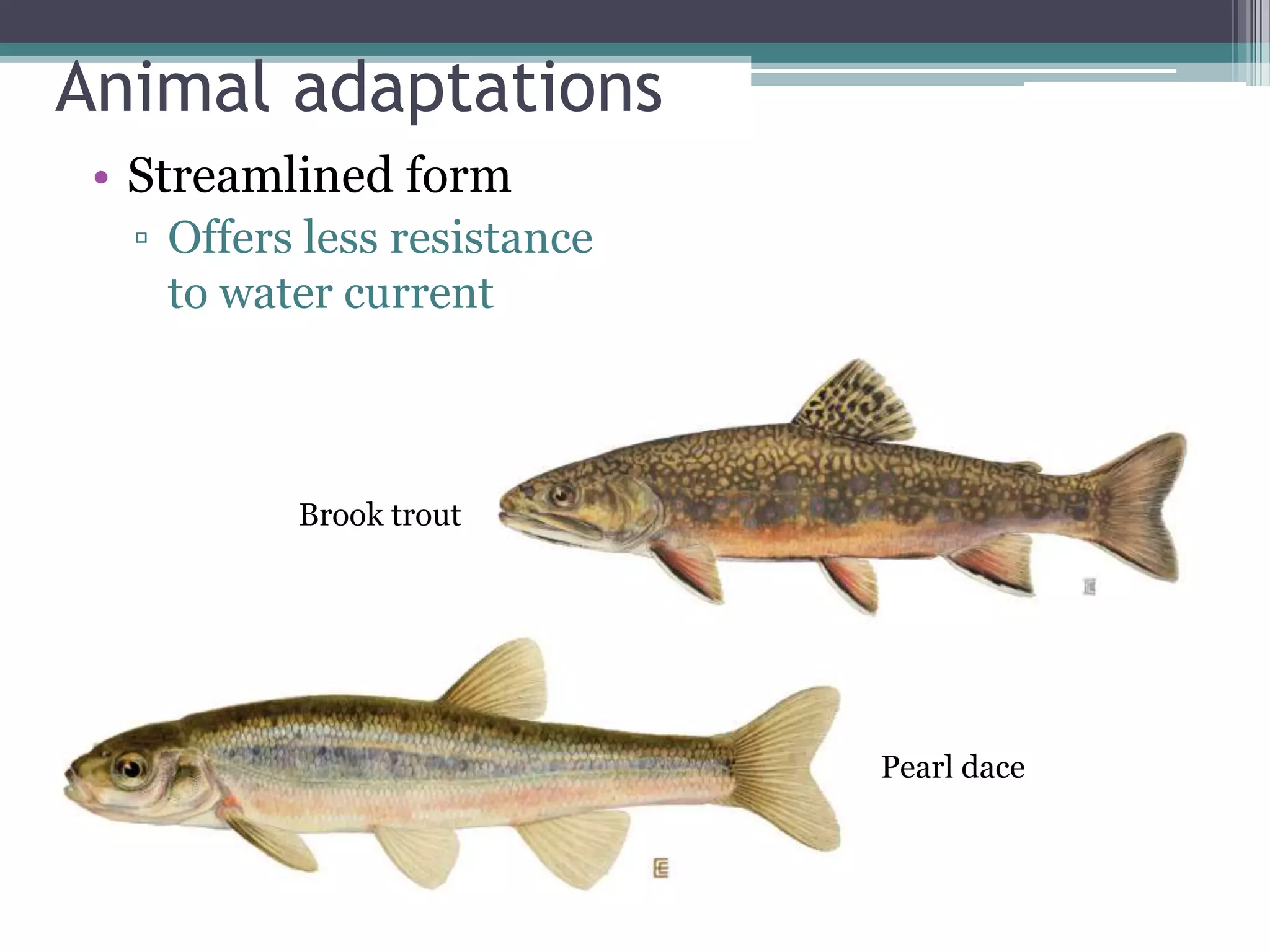 Rivers and streams | PPTX