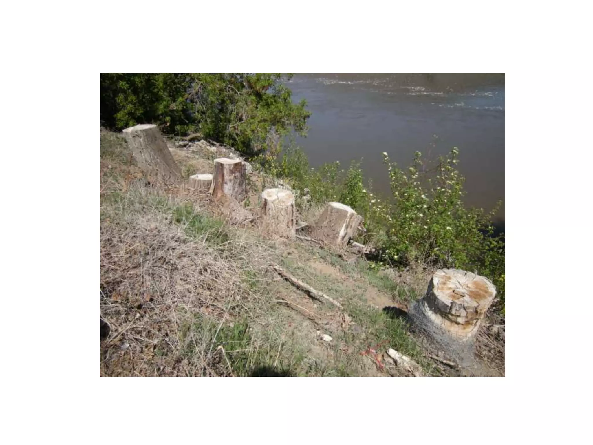 River study ppt | PPT