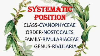 Rivularia ppt - cyanobacteria cyanophyceae blue green algae | PDF