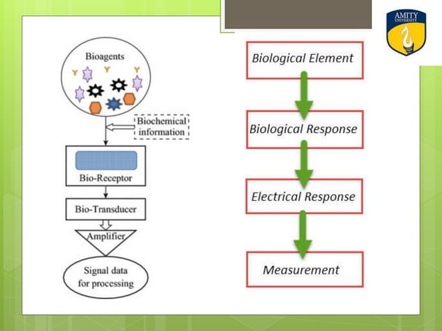 History of the biosensors and applications | PPTX | Chemistry | Science