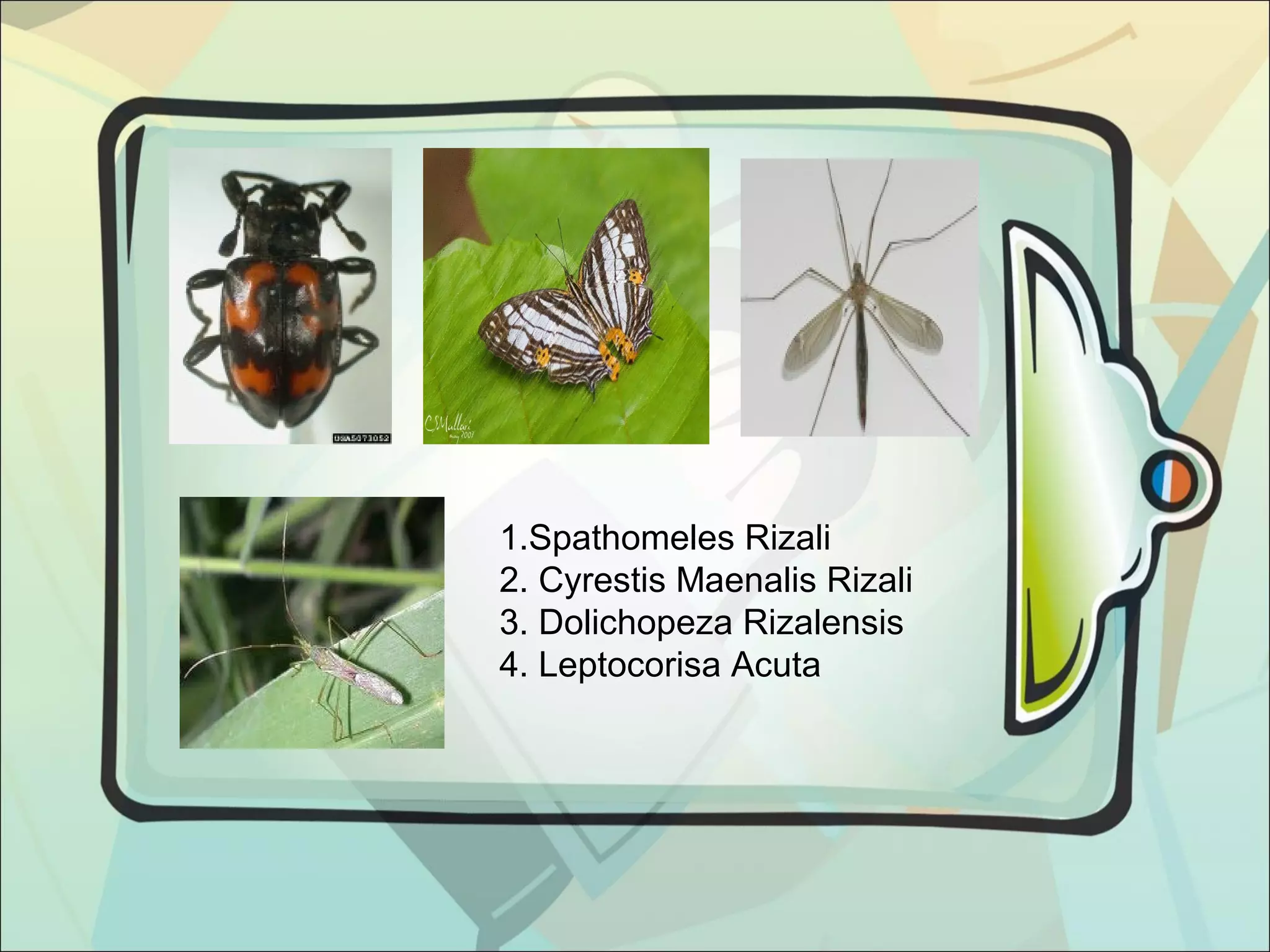 Rizal as a scientist | PPT