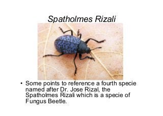 Rizal as a Zoologist | PDF