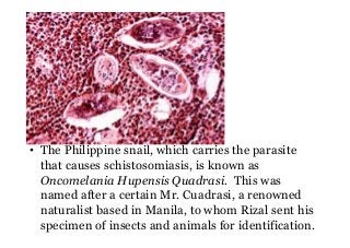 Rizal as a Zoologist | PDF