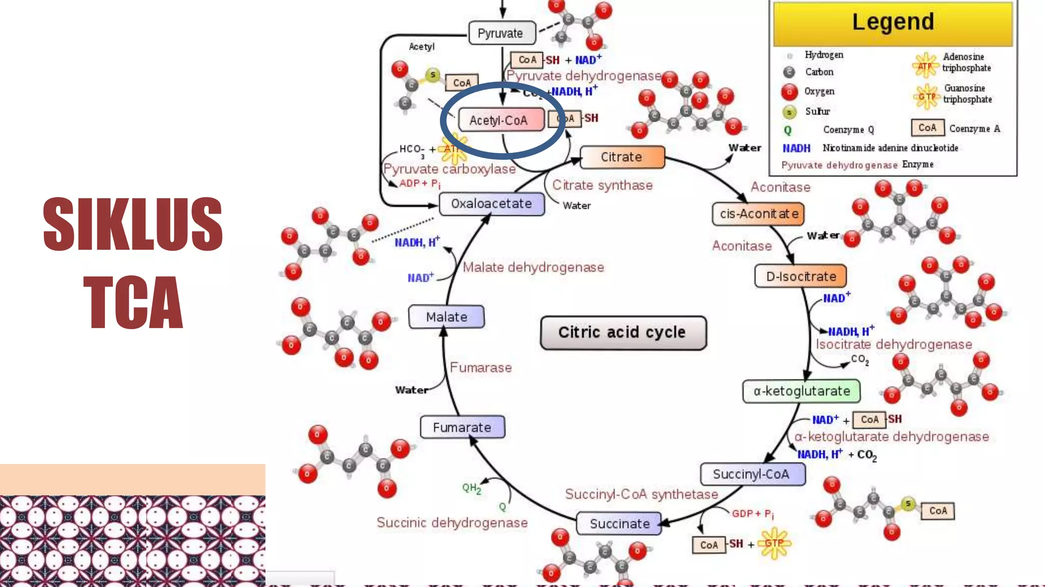 Katabolisme fenilalanin | PPTX