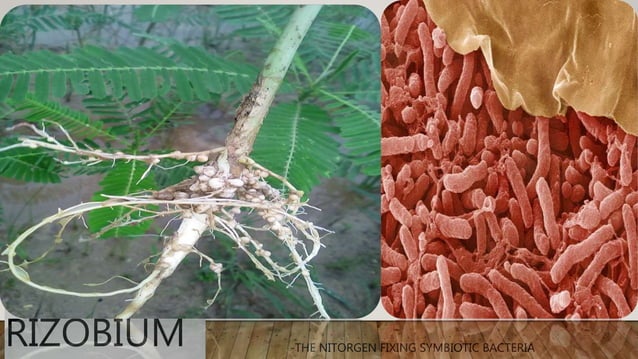 Rhizobium | PPTX