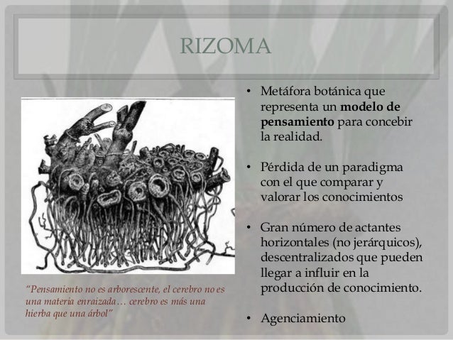 Rizoma 