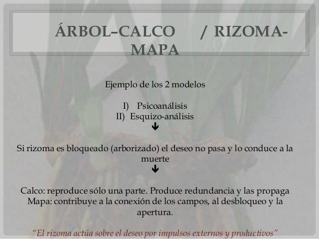 Rizoma 