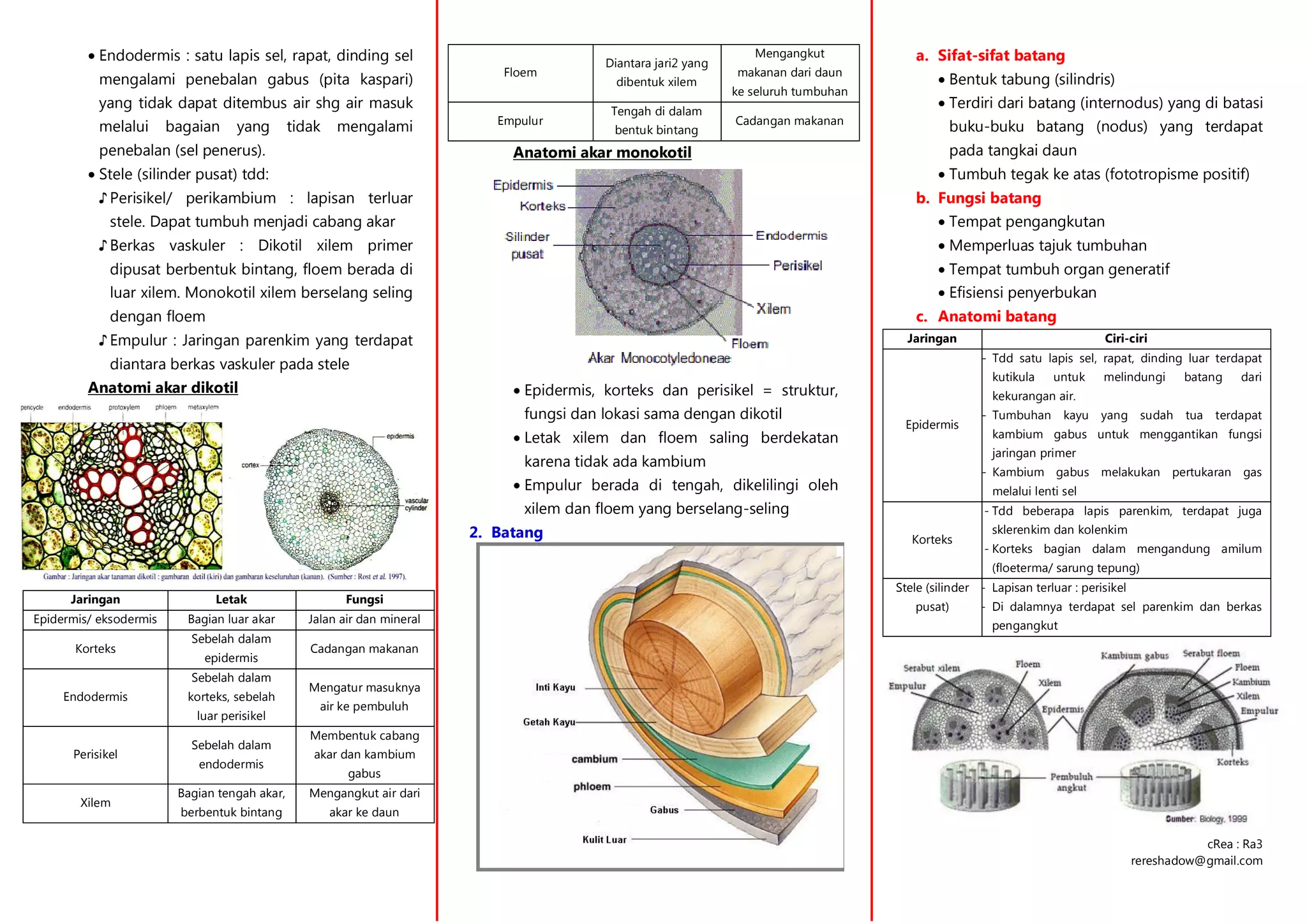 Rangkuman Struktur dan Fungsi Jaringan Tumbuhan Materi Biologi SMA | PDF