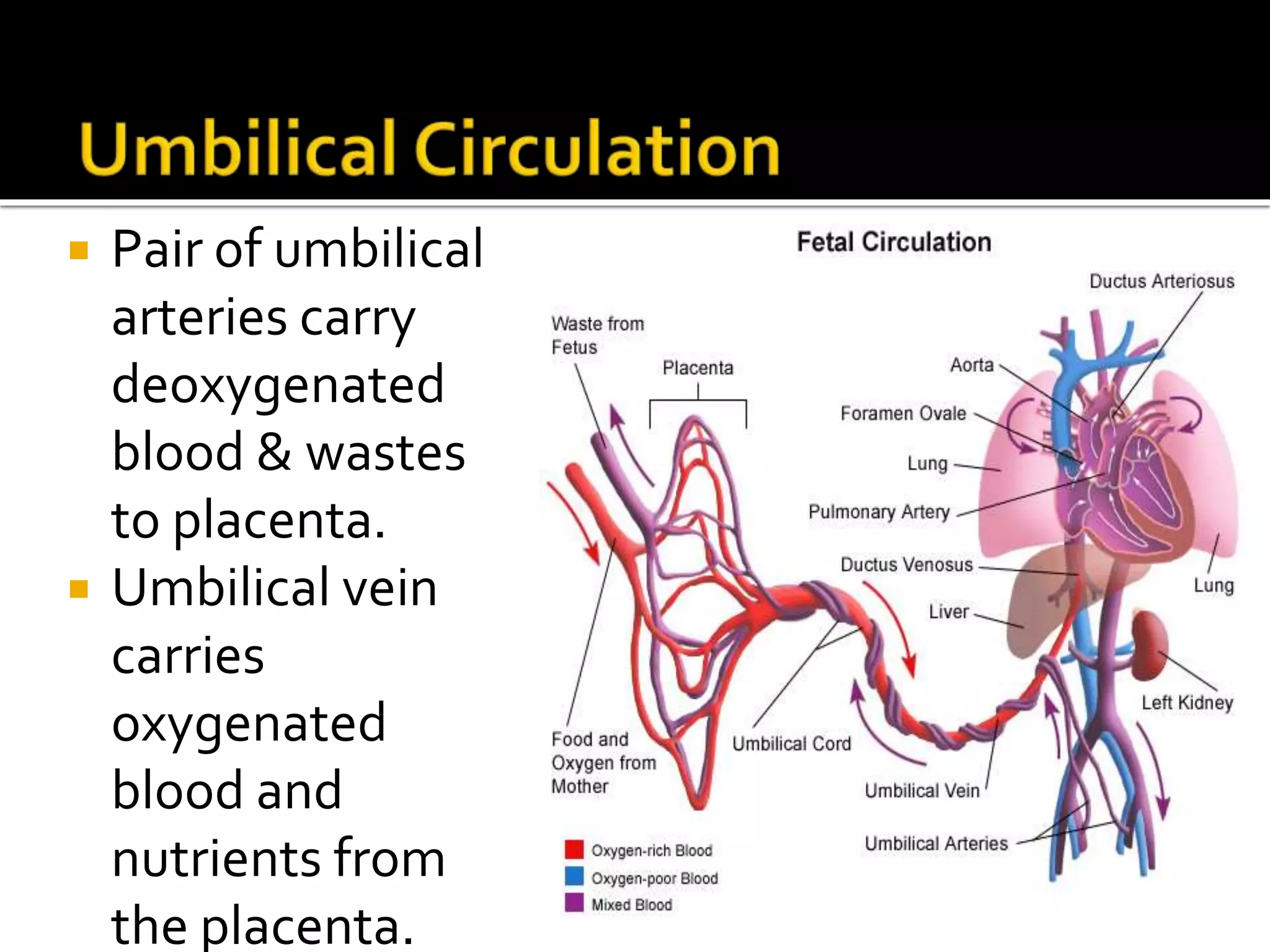 Rji -fetal_circulation | PPT