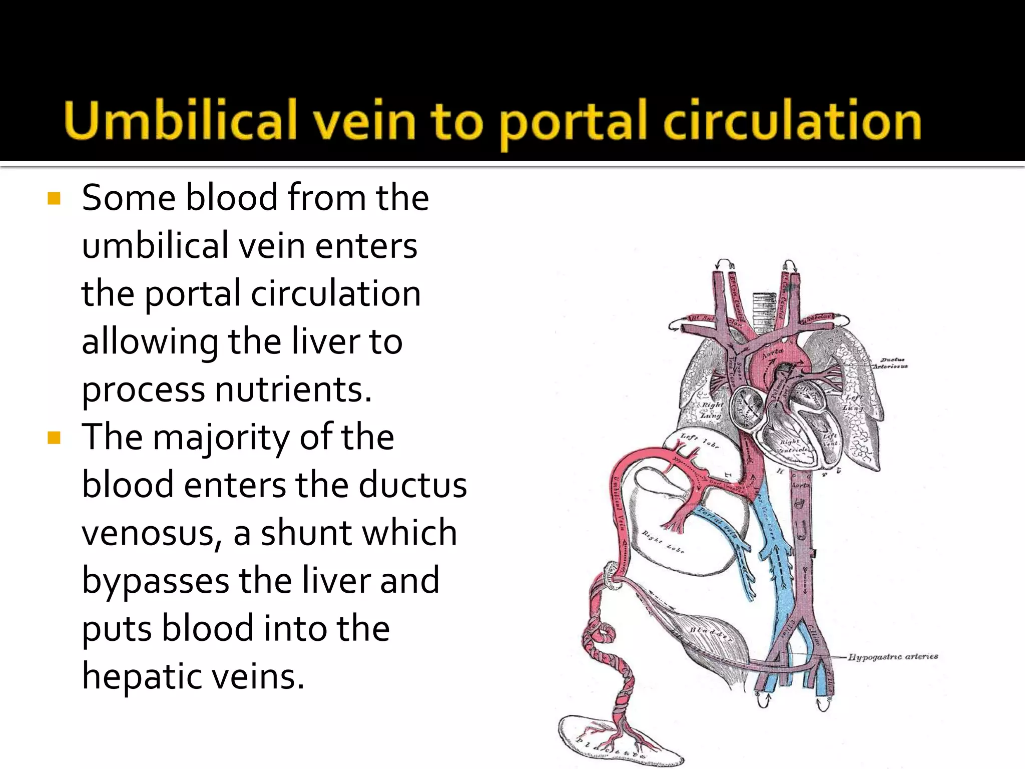 Rji -fetal_circulation | PPT