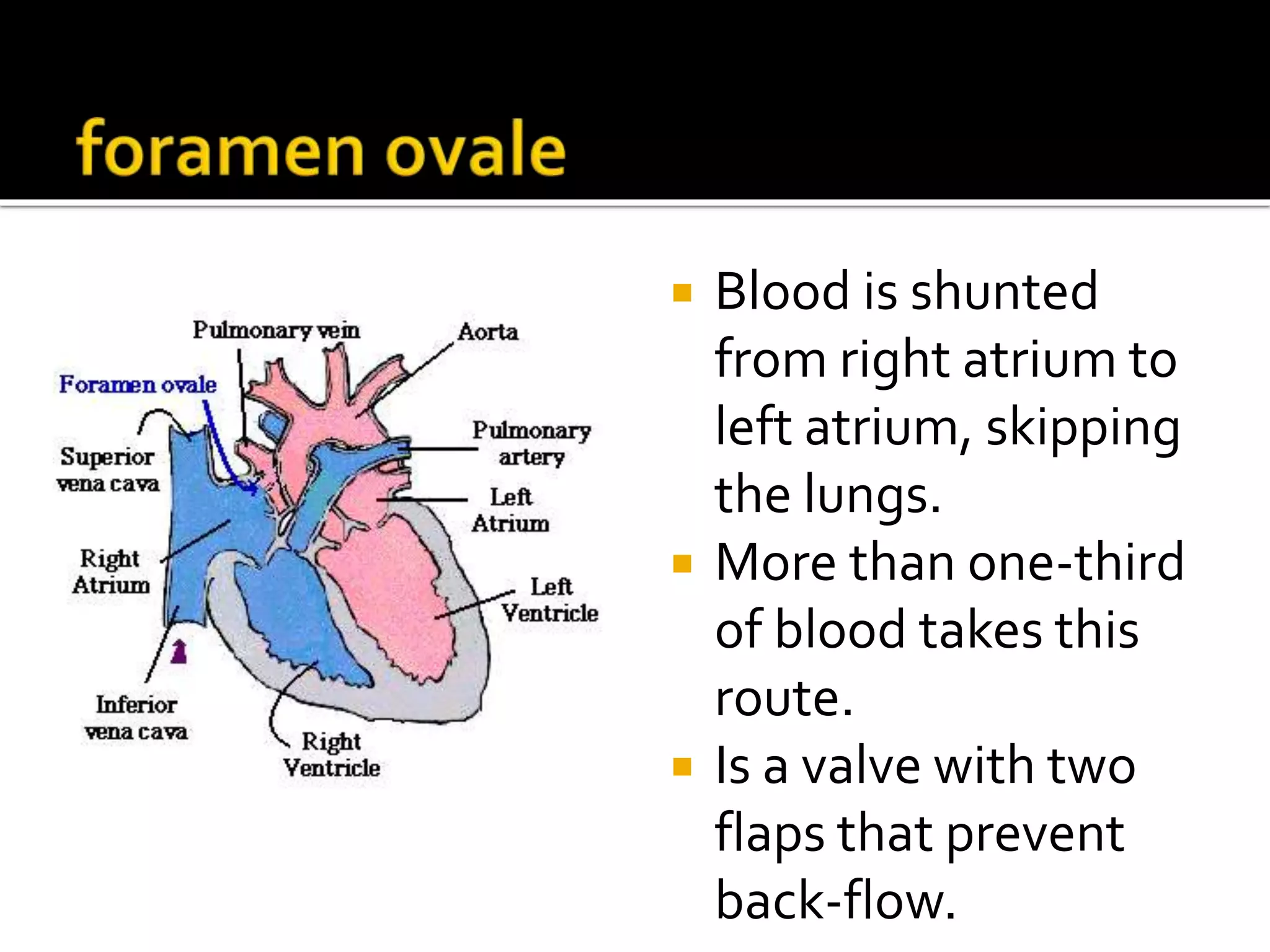 Rji -fetal_circulation | PPT