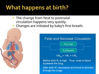 Fetal_Circulation.ppt. the circulatory mechanism in fetus | PPT