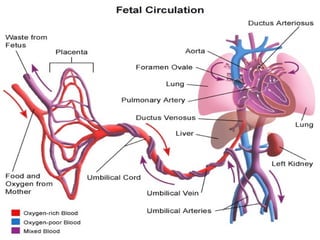 Fetal_Circulation.ppt. the circulatory mechanism in fetus | PPT