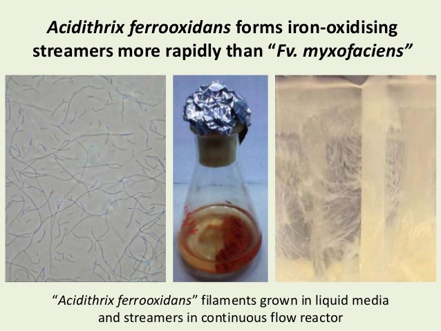 Evolution of bacterial populations in low pH, ferrous iron-oxidizing