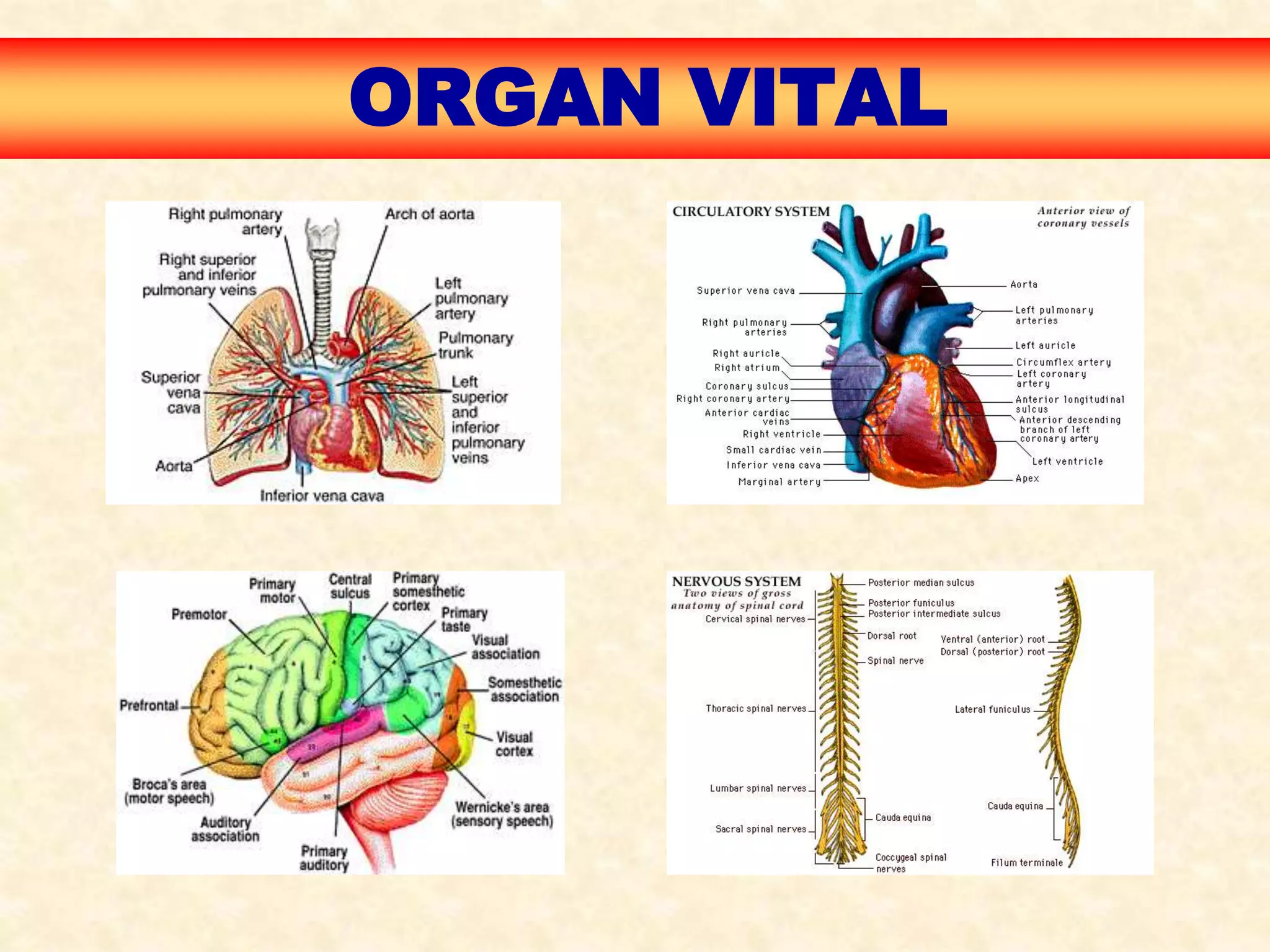 RJP RESUSITASI JANTUNG PARU | PPTX