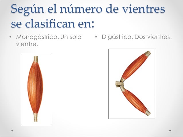 Miología clase 4