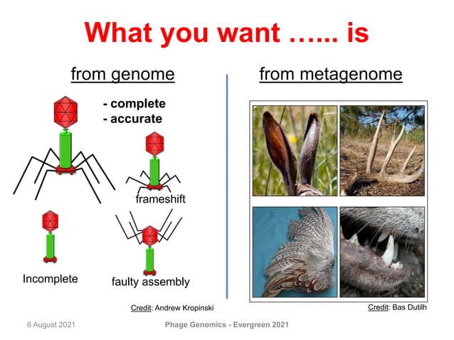 From Sequence to Knowledge (Tools for Phage Genome Annotation) | PPT