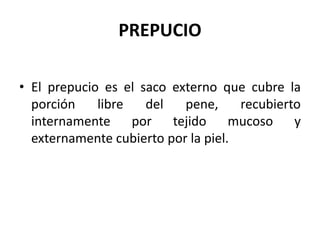 ANATOMIA DEL SISTEMA REPRODUCTOR MASCULINO | PPTX