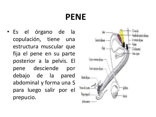 ANATOMIA DEL SISTEMA REPRODUCTOR MASCULINO