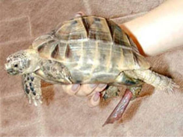 ANATOMIA DEL SISTEMA REPRODUCTOR MASCULINO