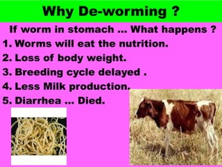 Deworming vaccination of poultry | PPTX