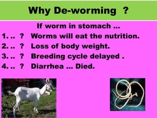 RKVY . De-worming. Vaccination..pptx