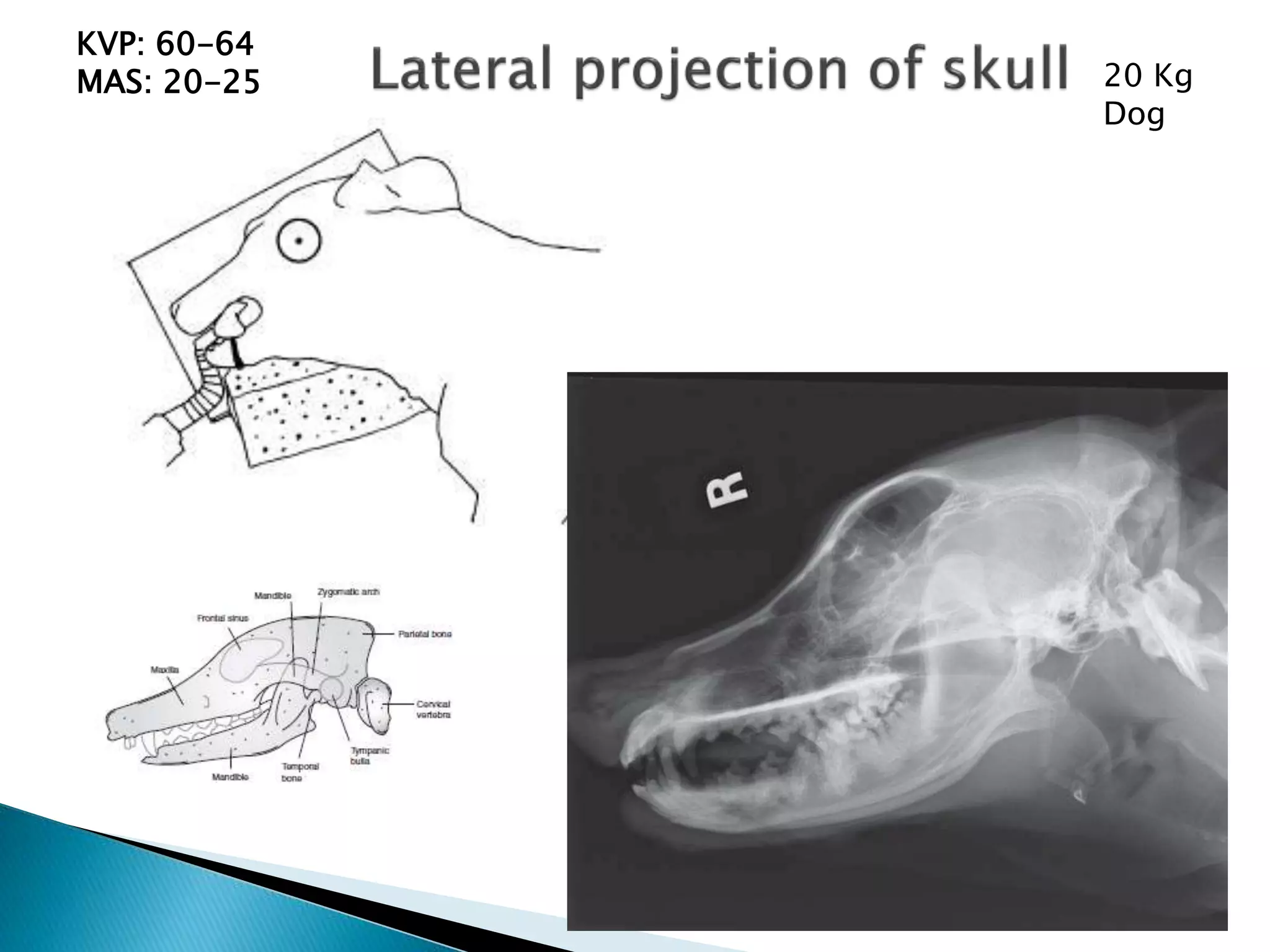 Rkvy radiographic positioning of dog | PPTX