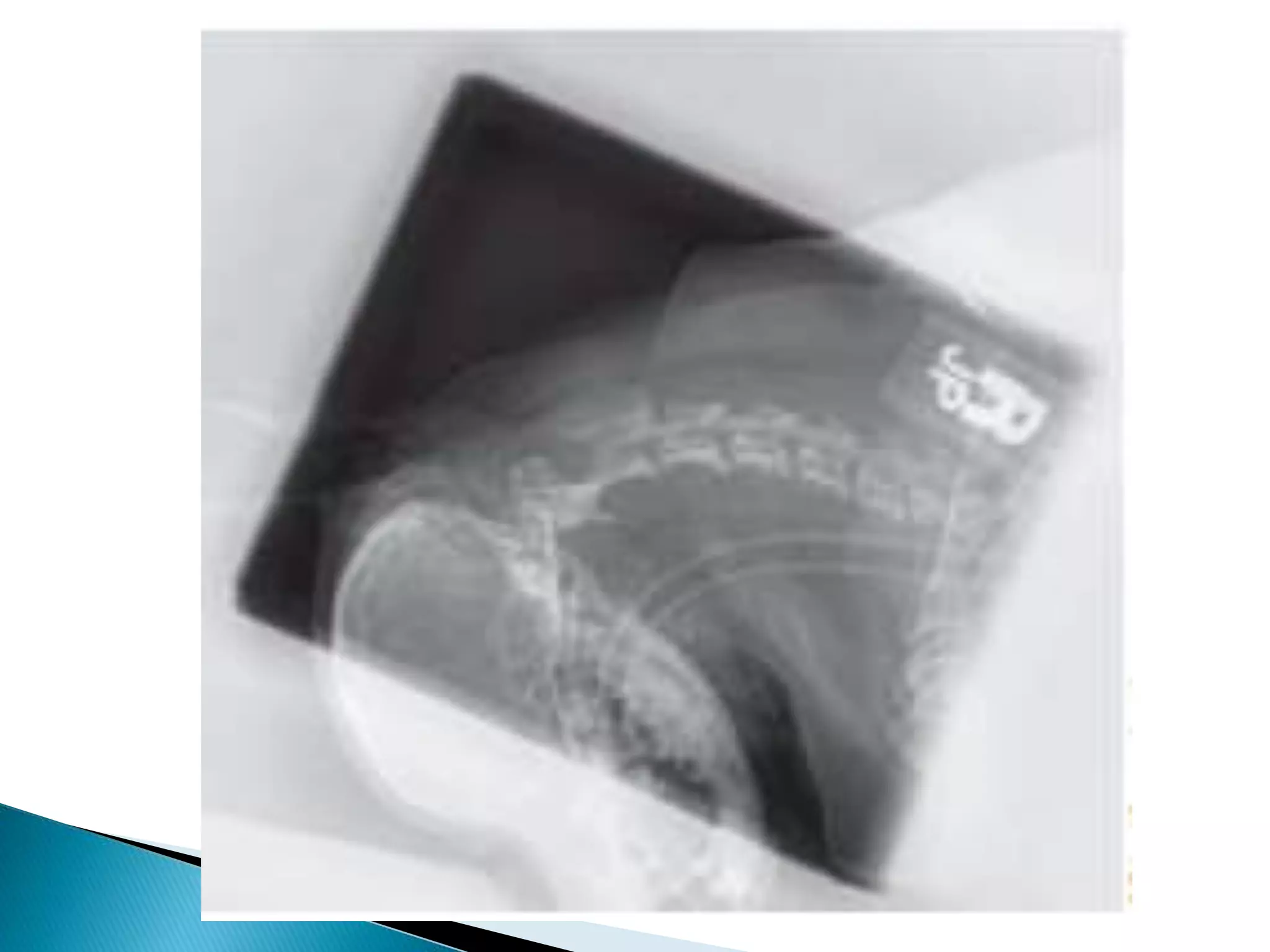 Rkvy radiographic positioning of dog | PPTX