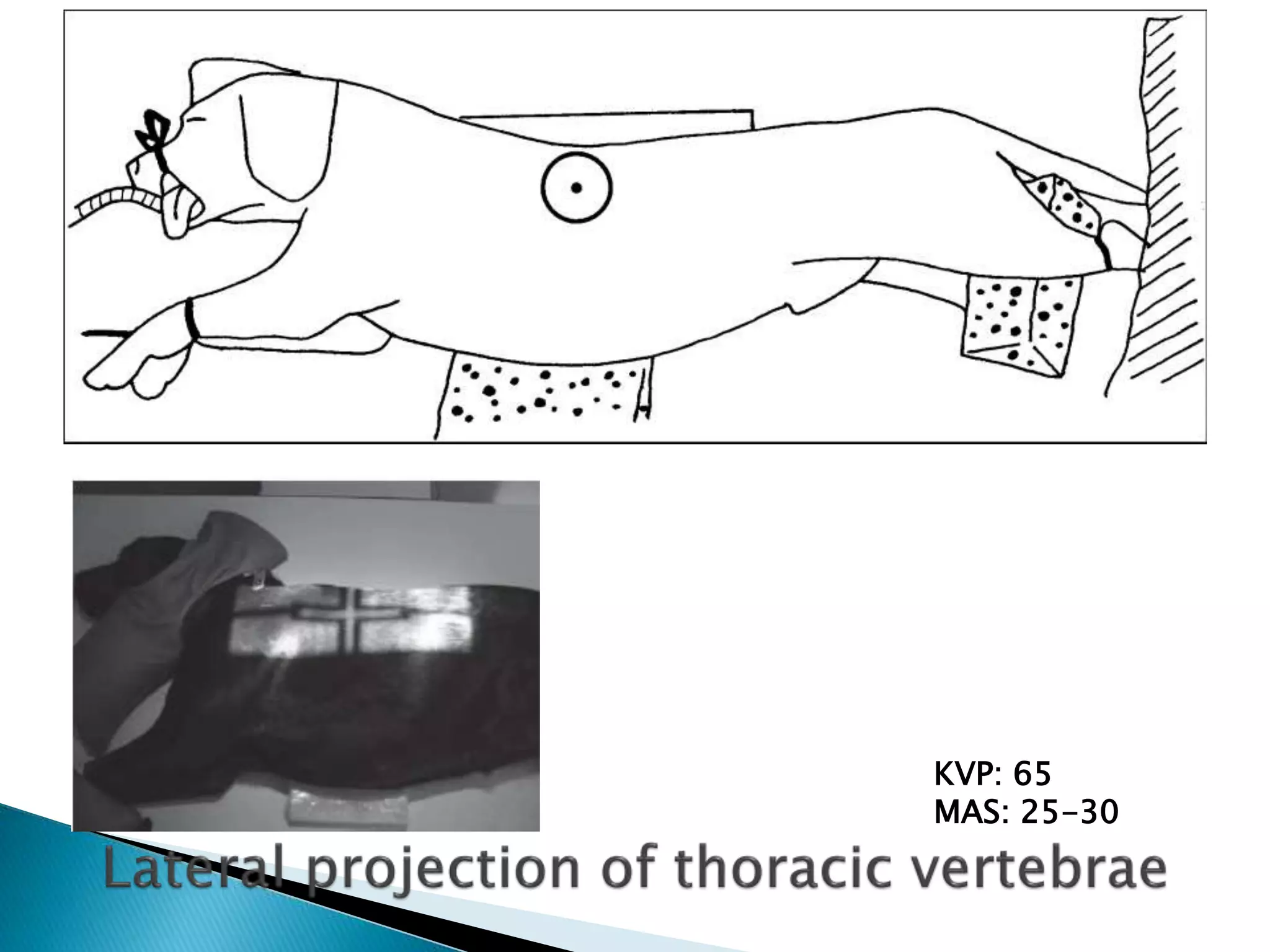 Rkvy radiographic positioning of dog | PPTX