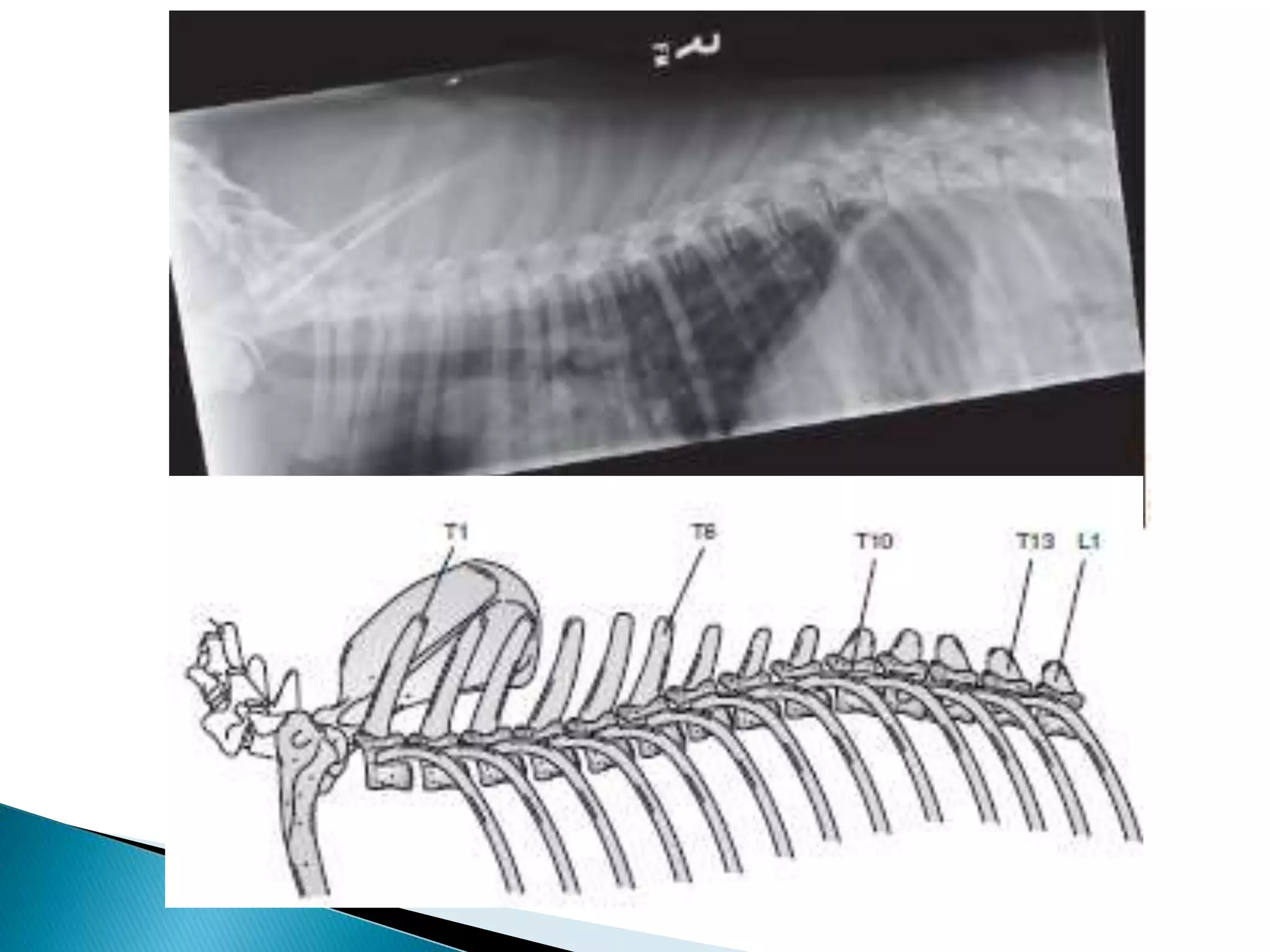 Rkvy radiographic positioning of dog | PPTX