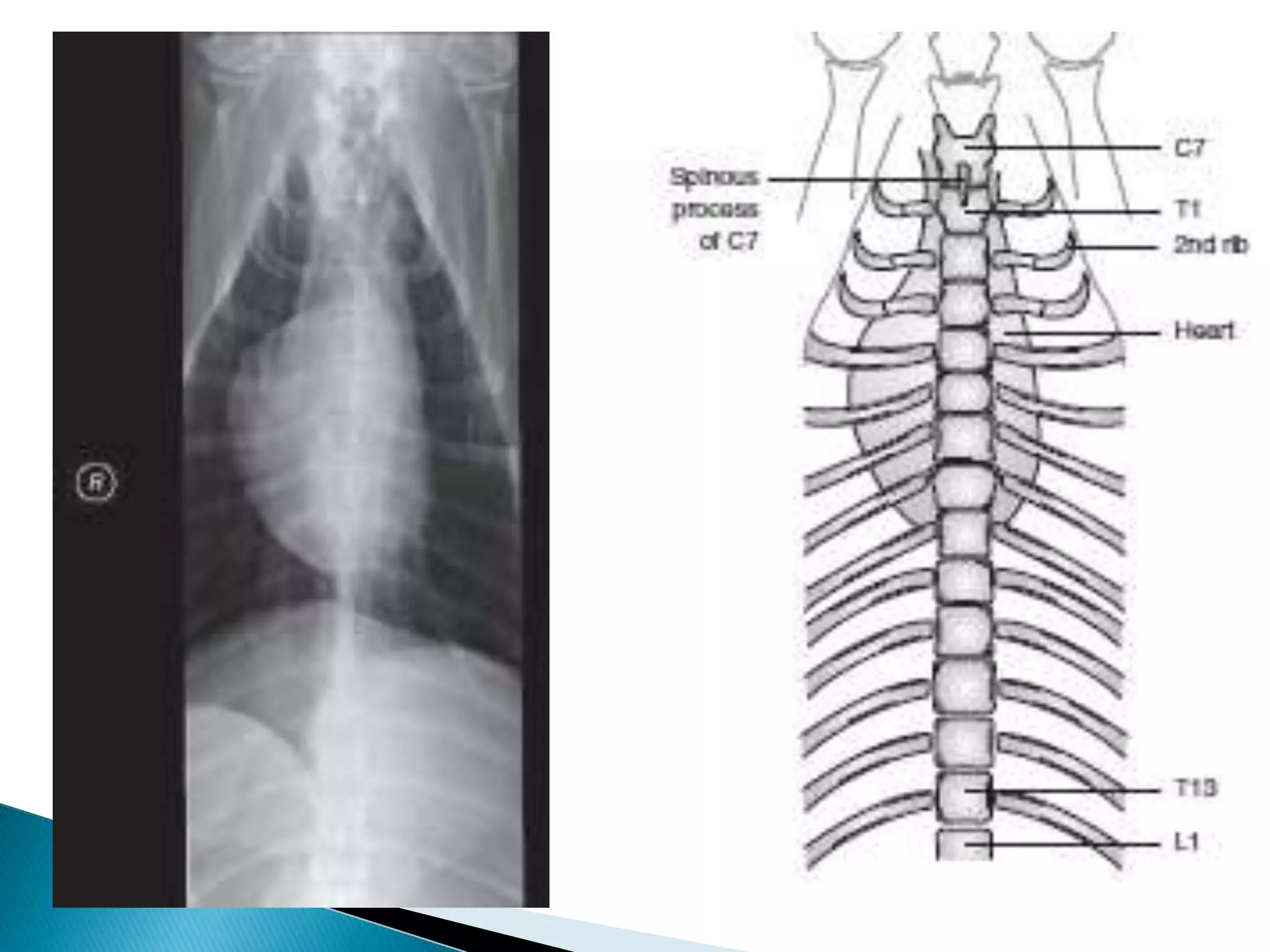 Rkvy radiographic positioning of dog | PPTX