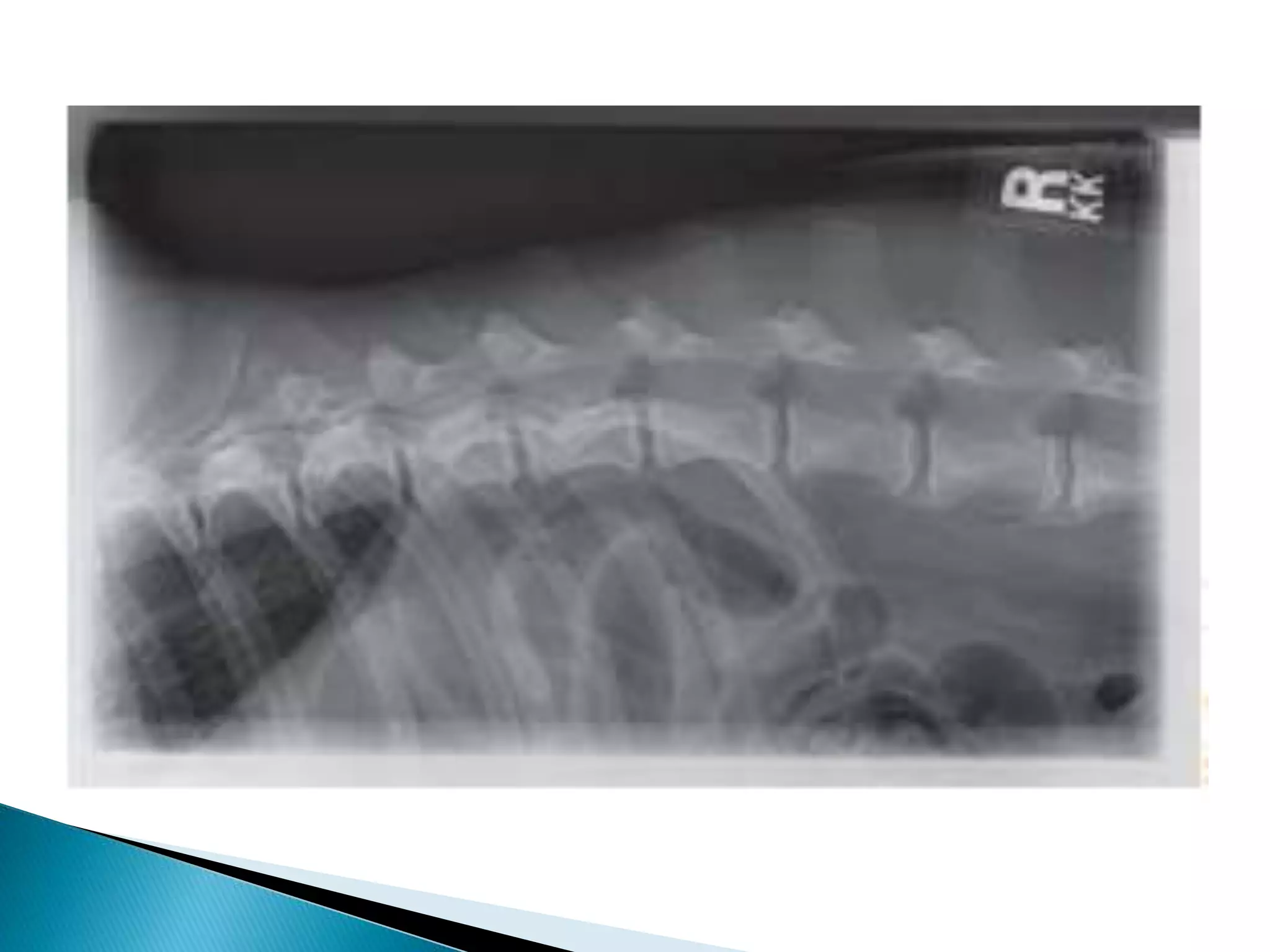 Rkvy radiographic positioning of dog | PPTX