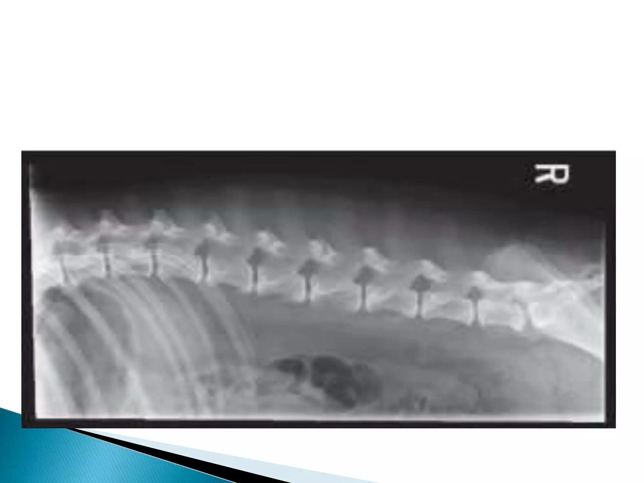 Rkvy radiographic positioning of dog | PPTX