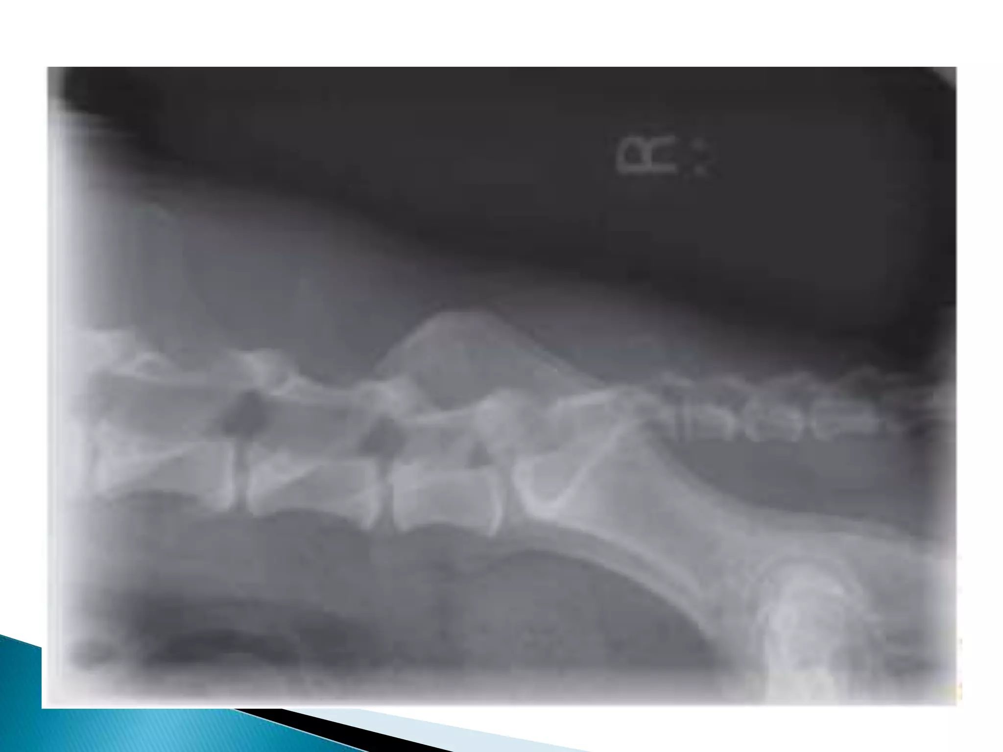 Rkvy radiographic positioning of dog | PPTX