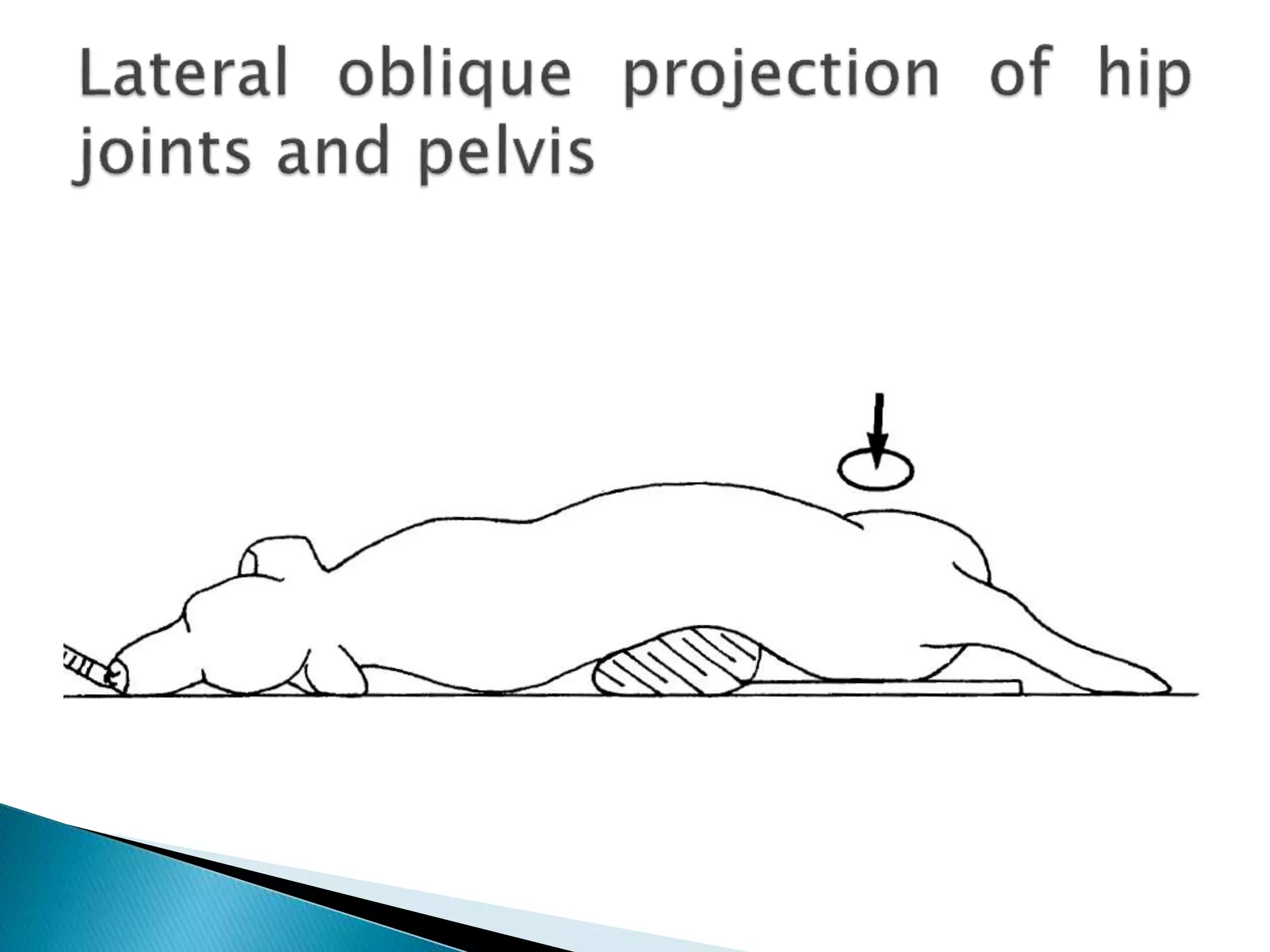 Rkvy radiographic positioning of dog | PPTX