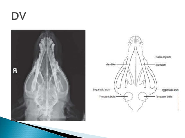 Rkvy radiographic positioning of dog | PPTX | Medical Tests | Medical ...